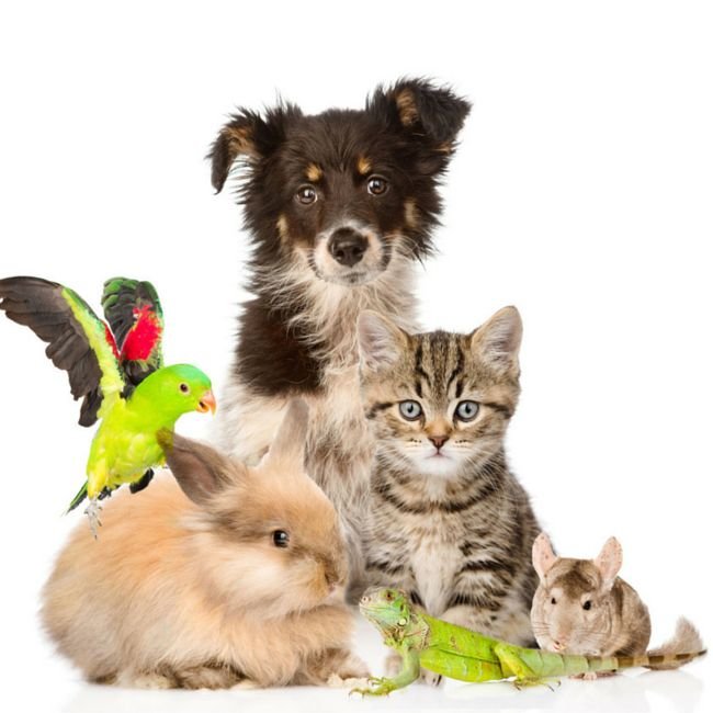 Unit 3 – Do You Have Pets? – BELIVES